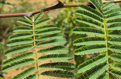 Khadir : Benefits, Precautions and Dosage | 1mg