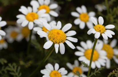 Akarkara : Benefits, Precautions and Dosage | 1mg