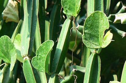 What is Hadjod (Bonesetter)? Benefits of Hadjod Plant { Part 1 }