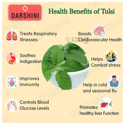 tulsi leaf information