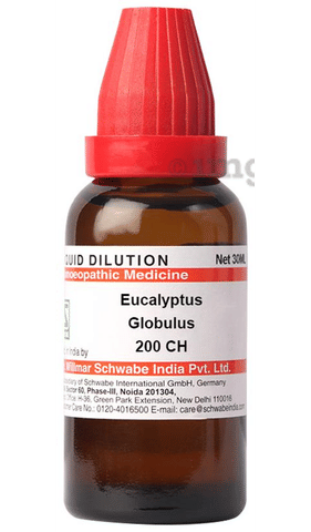 eucalyptus globulus uses