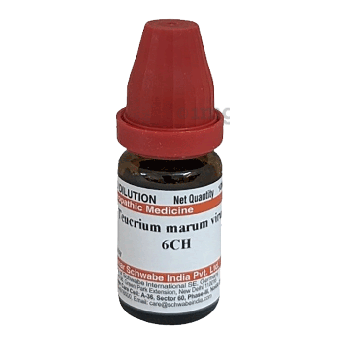 Dr Willmar Schwabe India Teucrium Marum Virum Dilution 6 CH: Buy bottle ...